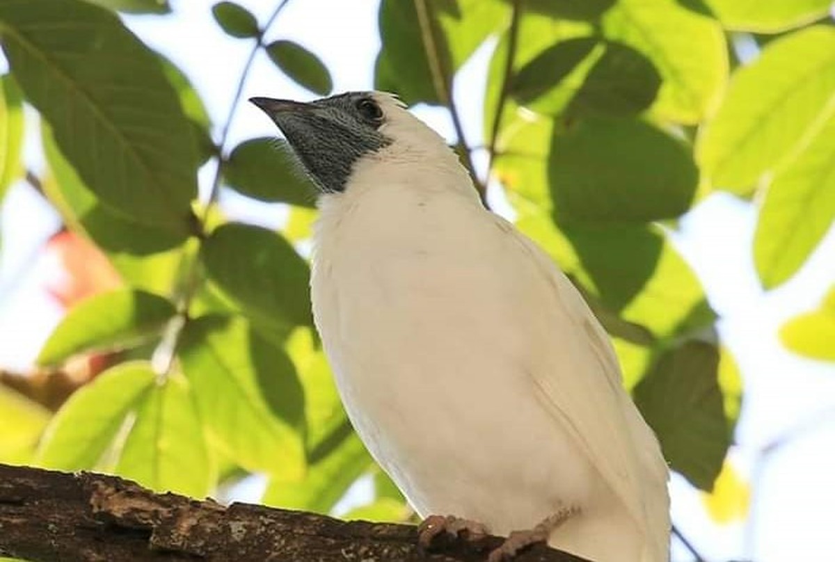 Araponga, ave ameaçada da Mata Atlântica, é flagrada na cidade de São ...