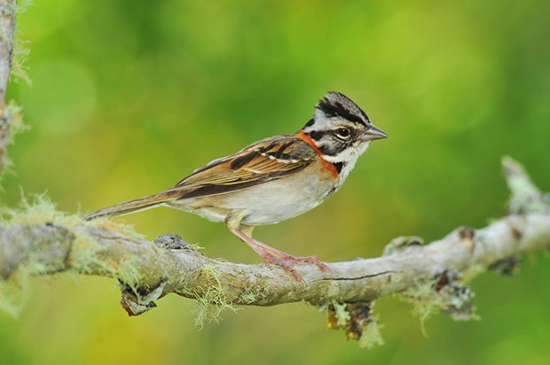 Da canção à fama na natureza: você conhece o tico-tico? | G1