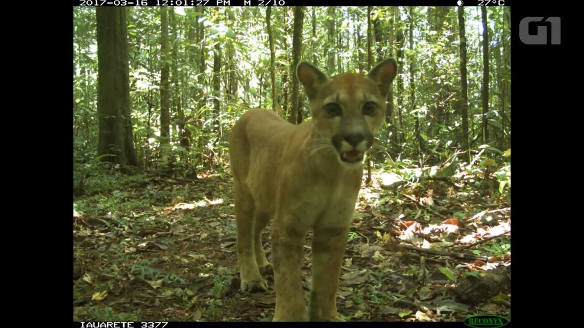 VÍDEO: Pumas são filmados em cena rara de interação na Amazônia ...