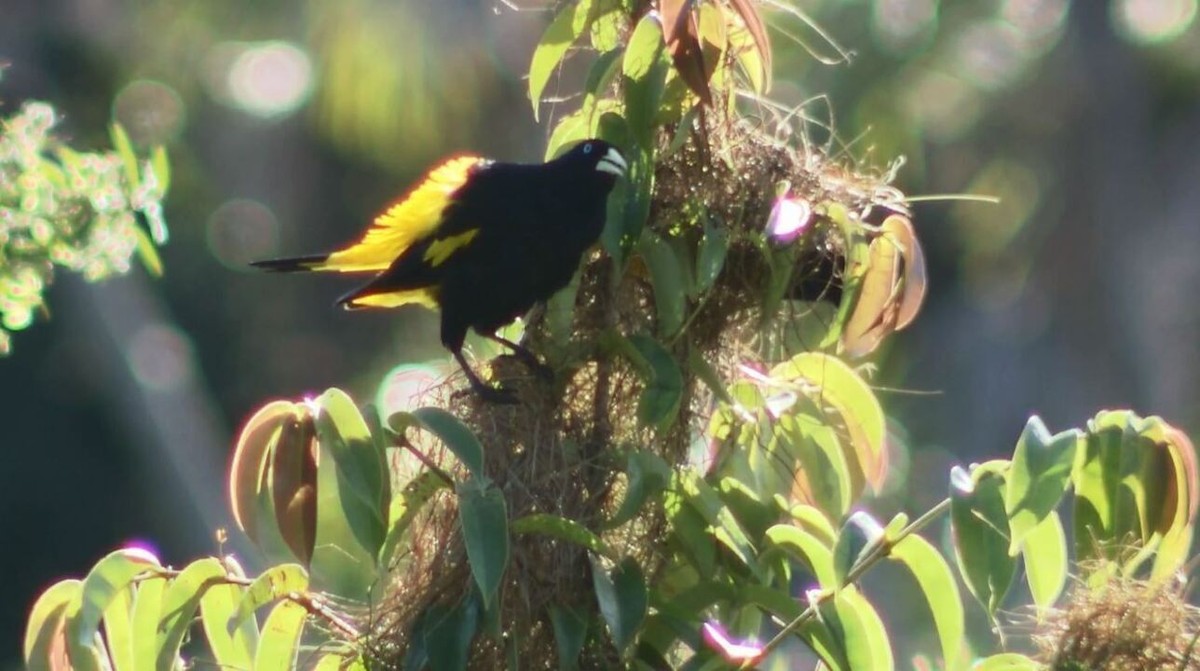 Xexéu imita sons de mamíferos e de outras aves | Terra da Gente | G1