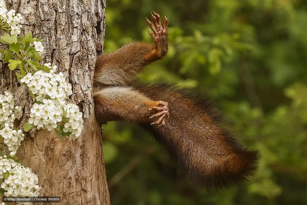 Fotos Engracadas De Esquilo Do Exercito Eekhoorn | Animals Beautiful,
