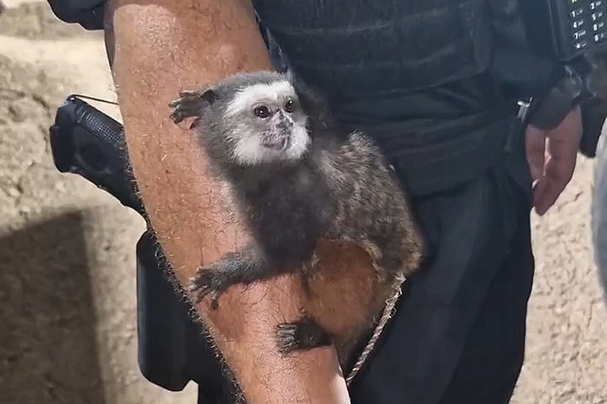 Mãe e filho são presos por tráfico de drogas e macaco é resgatado em ...