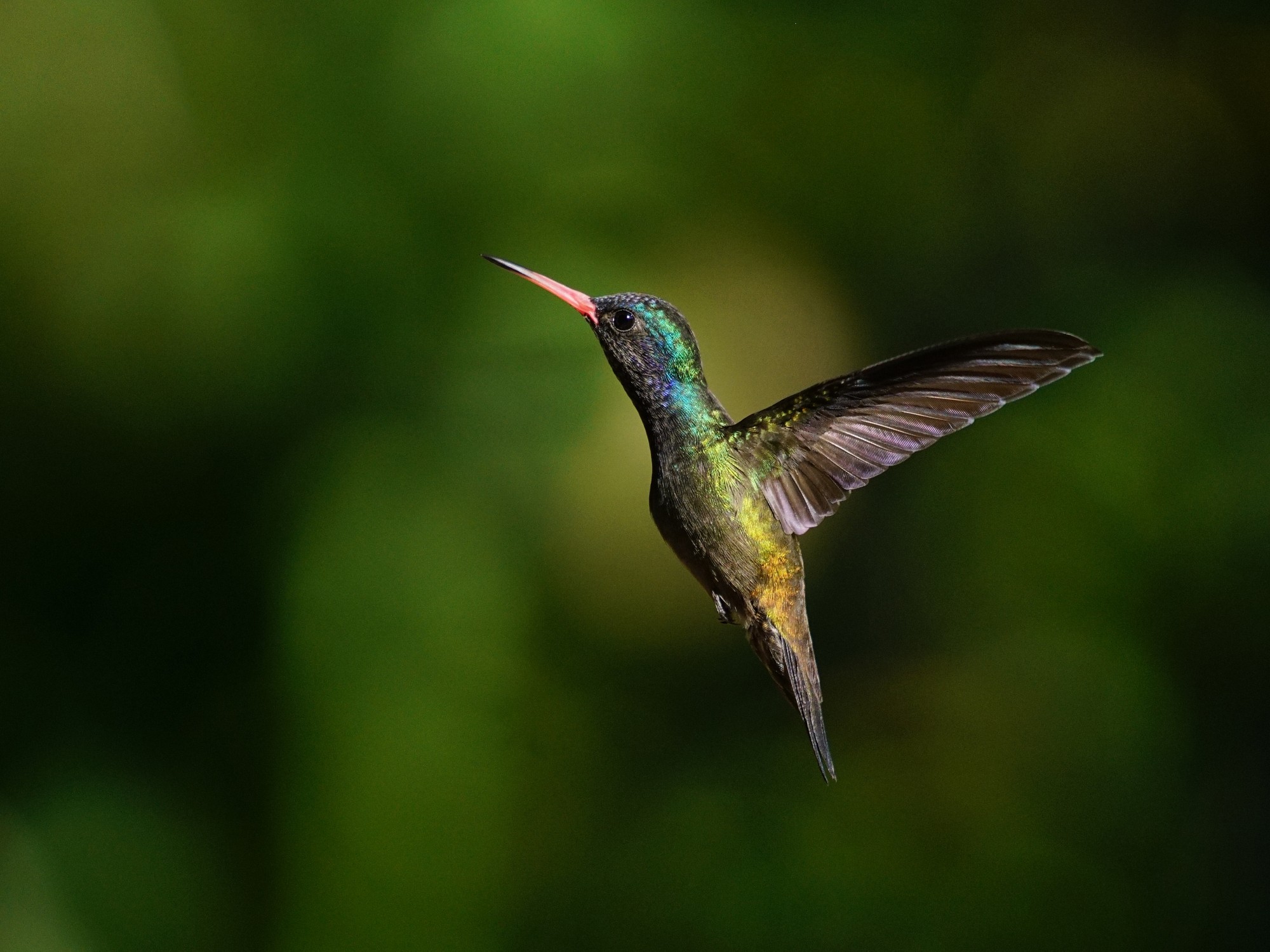 O que você sabe sobre os beija-flores? Veja cinco curiosidades! | G1