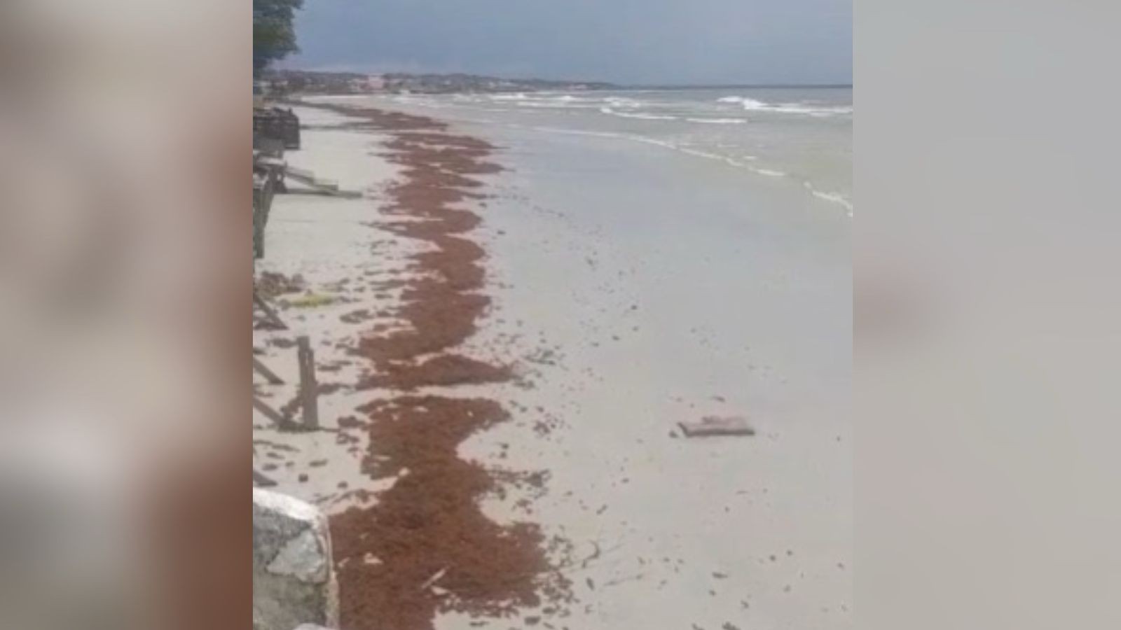 Após retirada de toneladas de sargaço, algas voltam a aparecer em praia ...