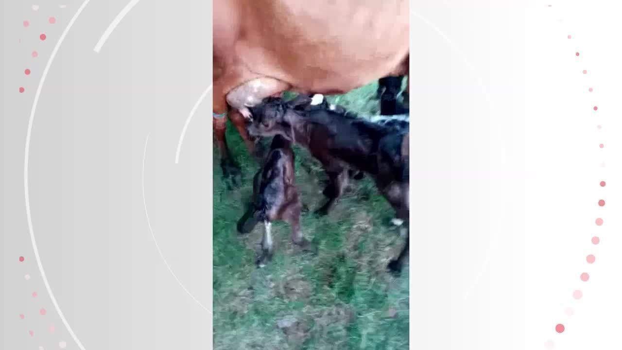 VÍDEO: vaca dá à luz quatro bezerros de uma só vez e assusta produtor ...