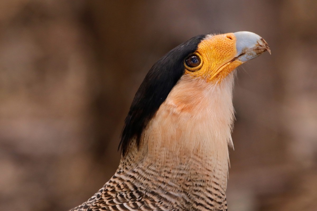 Você conhece o carcará? Veja cinco características curiosas da ave ...