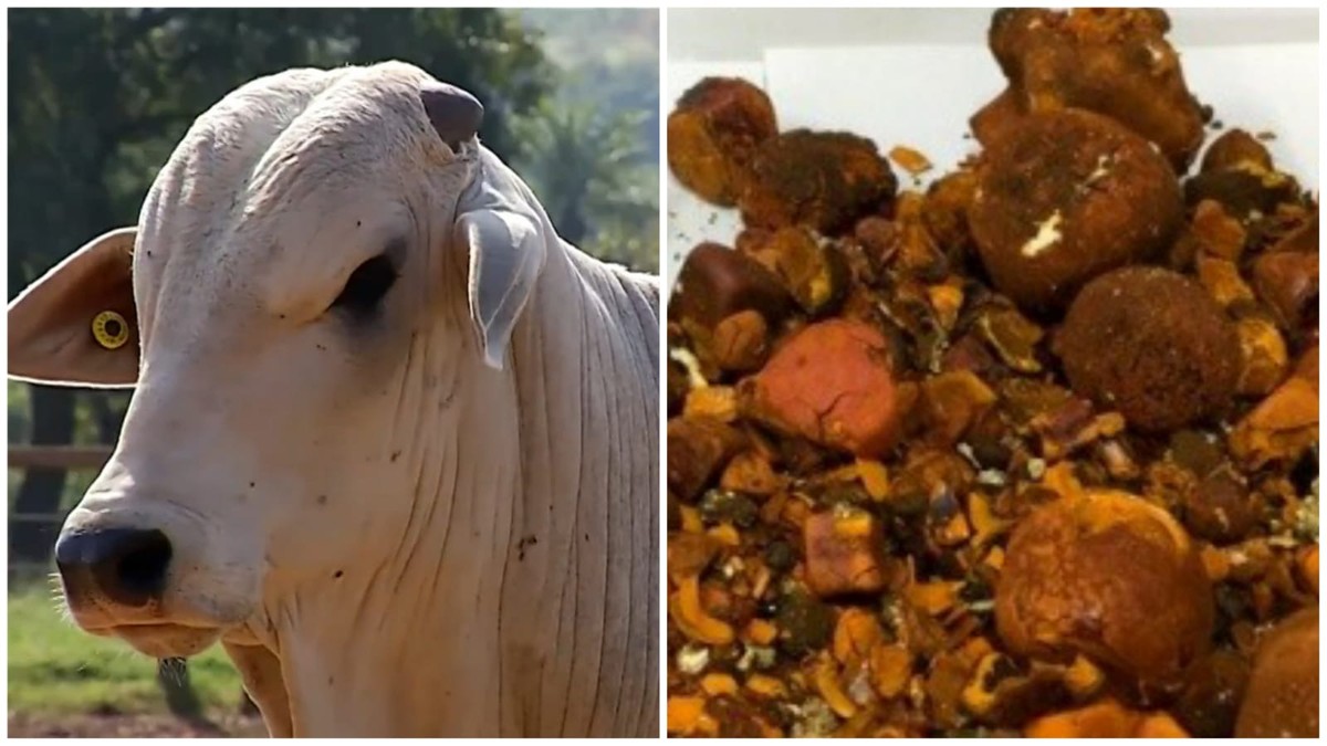 Pedras de boi: o que são, qual o uso e por que podem valer milhões ...