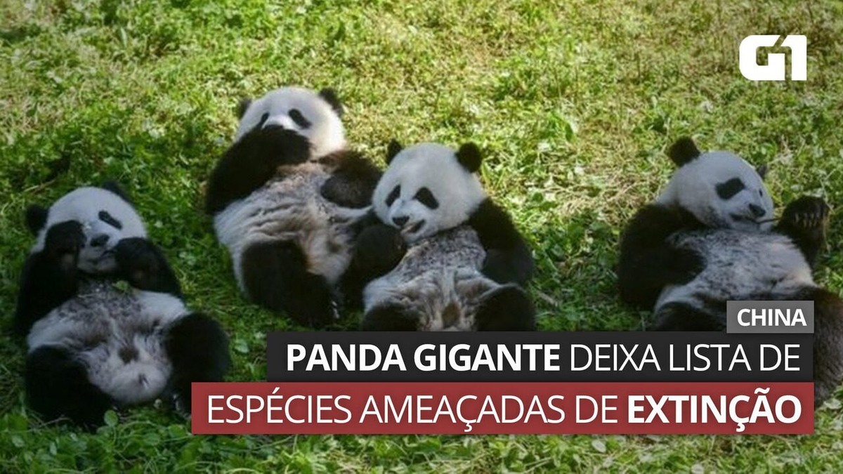 Como os pandas gigantes escaparam da lista de animais ameaçados de ...
