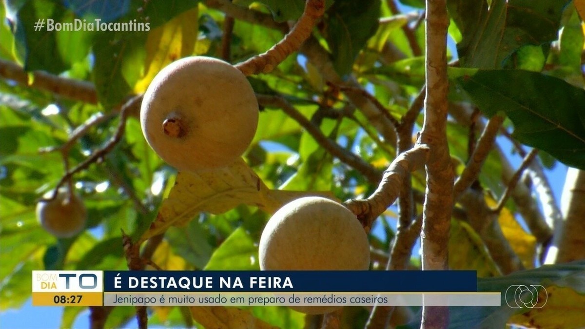 Jenipapo: a árvore pode passar despercebida, mas é rica em vitaminas e ...