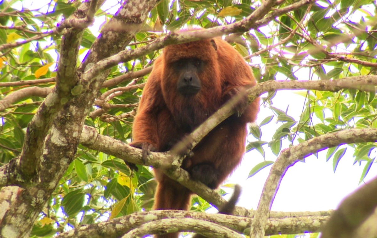 Fotógrafo filma bugio vocalizando no interior da mata em Caldas (MG)