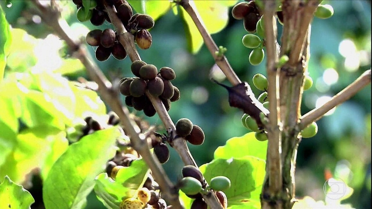 Conheça o café arara, variedade resistente a doenças e com boa ...