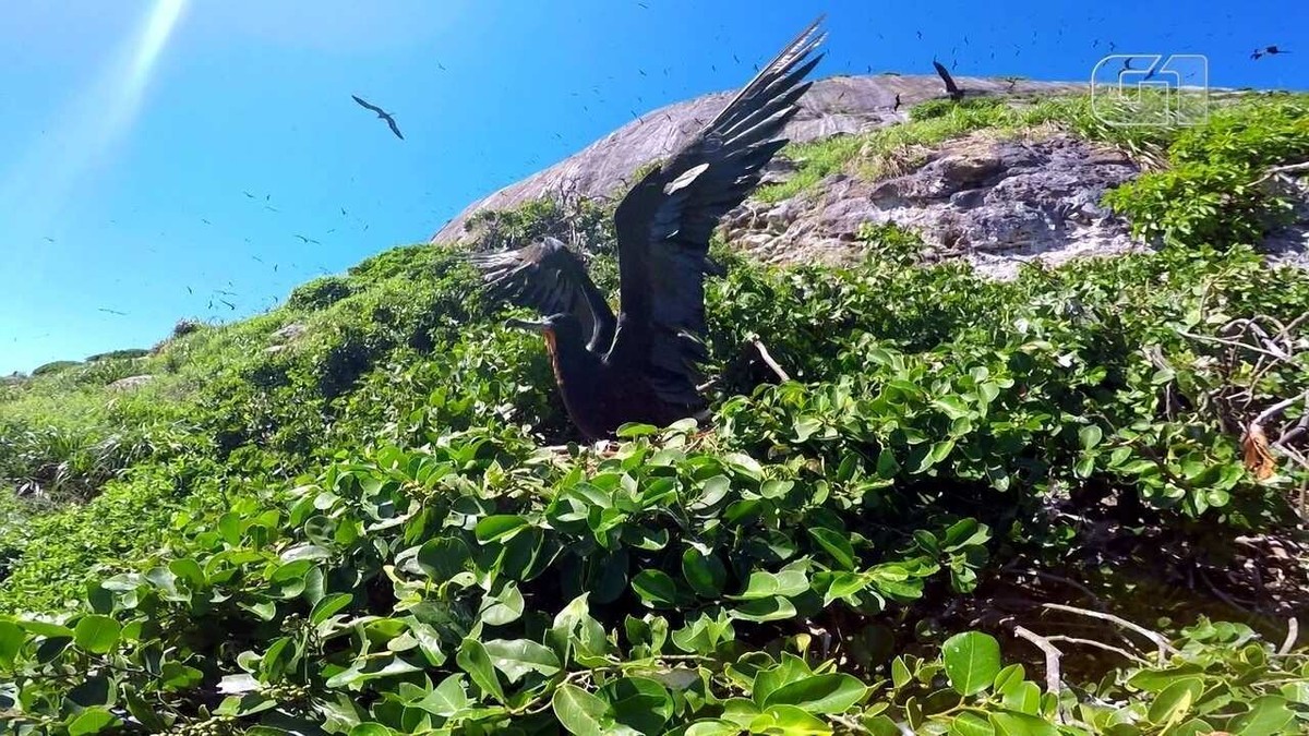 Com 150 espécies catalogadas, Projeto Ilhas do Rio ajuda a preservar ...