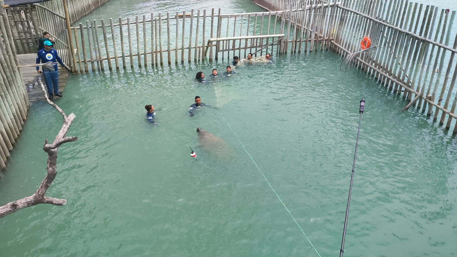 Peixe-boi fêmea de mais de 400 kg é solta no mar após 2 anos de ...