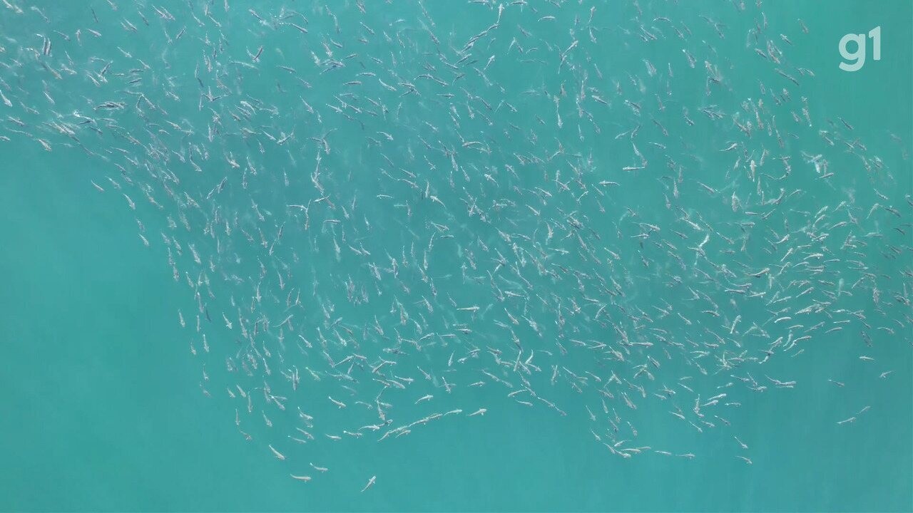 VÍDEO: Grande cardume de tainhas toma conta da Ilha Anchieta, em ...