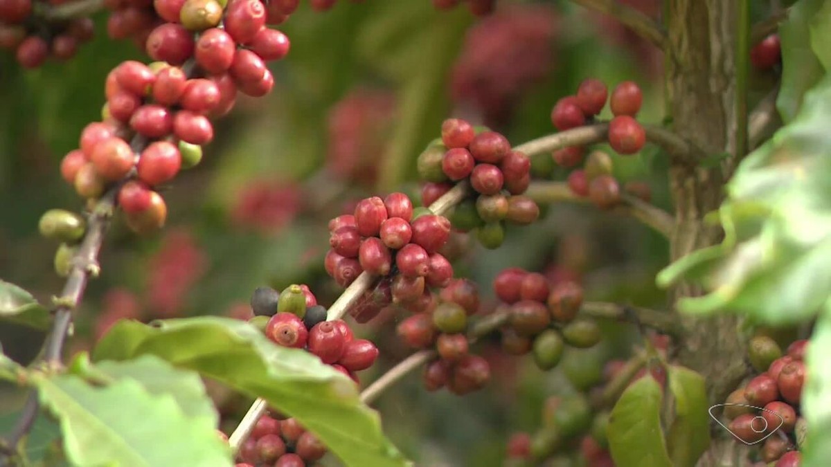 Família do ES adapta produção de cafés conilon e arábica especiais na ...