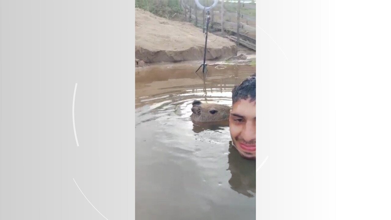 O que se sabe sobre o caso da capivara 'Filó', criada por influencer ...