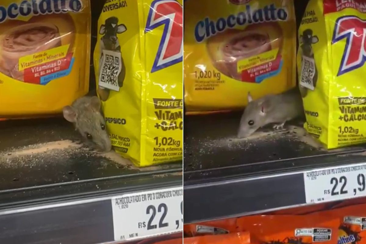 Cliente flagra rato comendo achocolatado em prateleira de supermercado ...