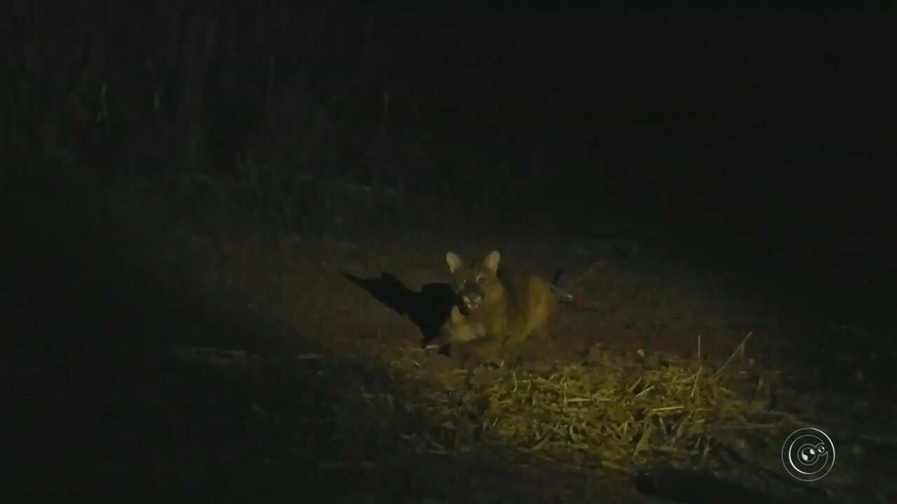 Projeto que monitora onças-pardas por satélite no interior de SP ...