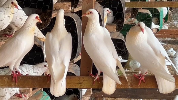 Criacao De Pombo Rei Pombos Rei E Rainha E Pombas E Pássaros