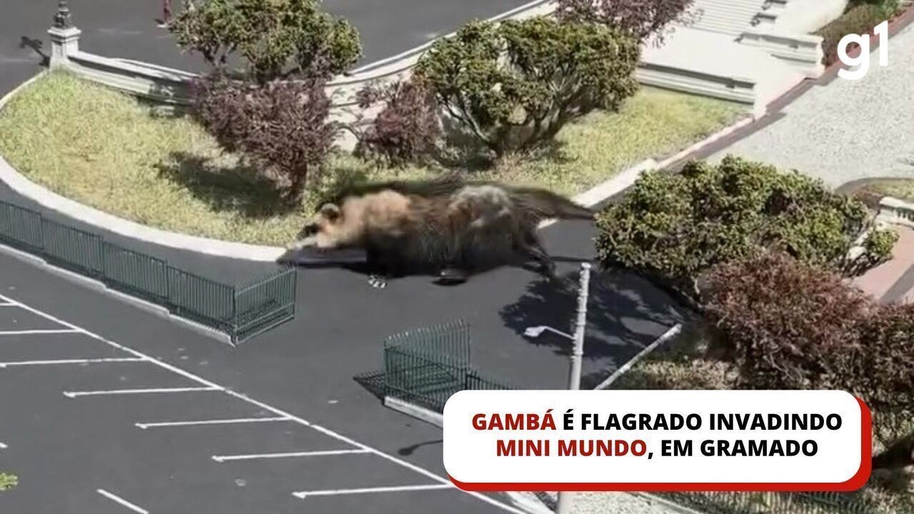 Gambá invade mini-mundo em Gramado e viraliza; veja vídeo | G1