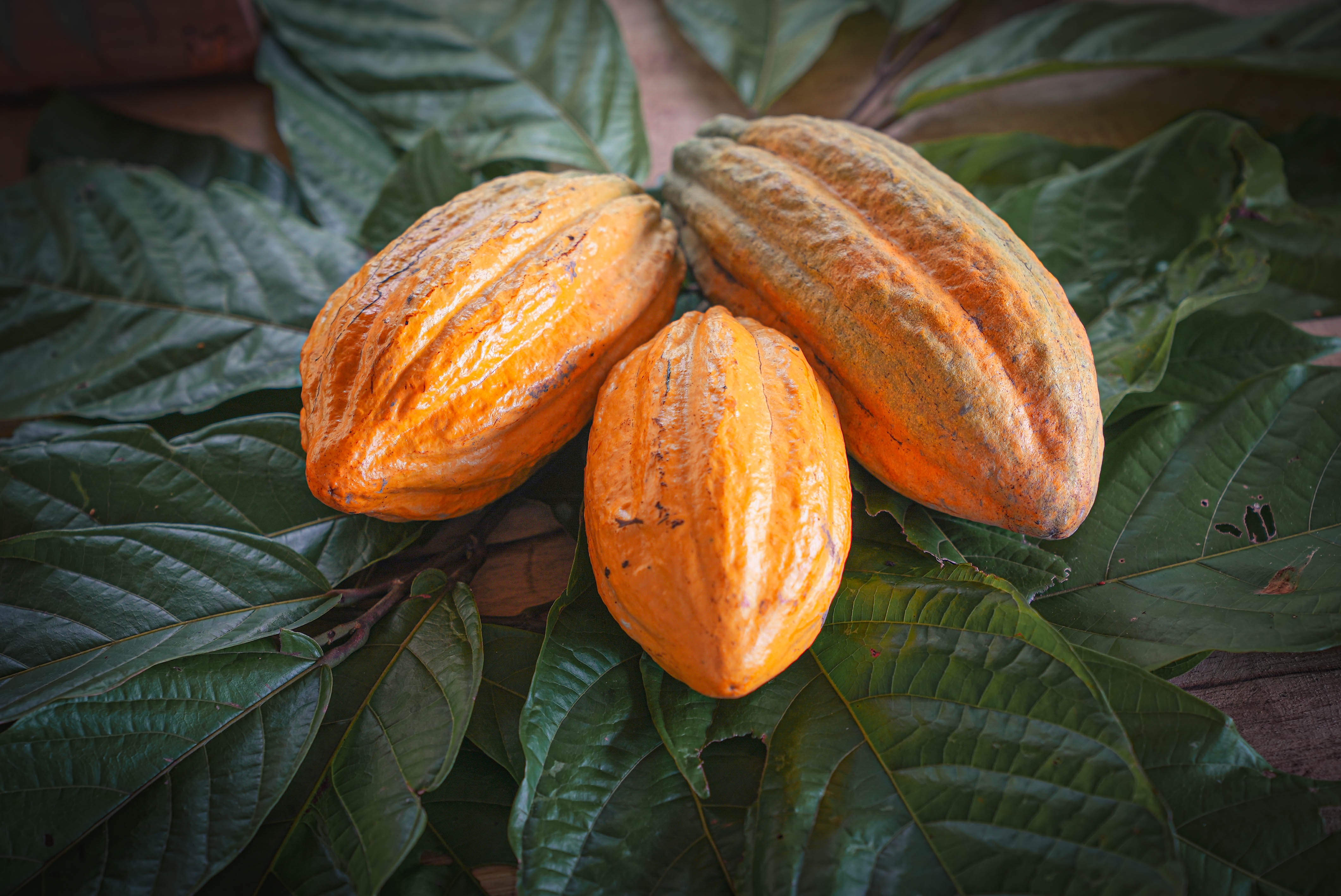 Chocolate é 'alimento dos deuses': conheça as lendas milenares por trás ...