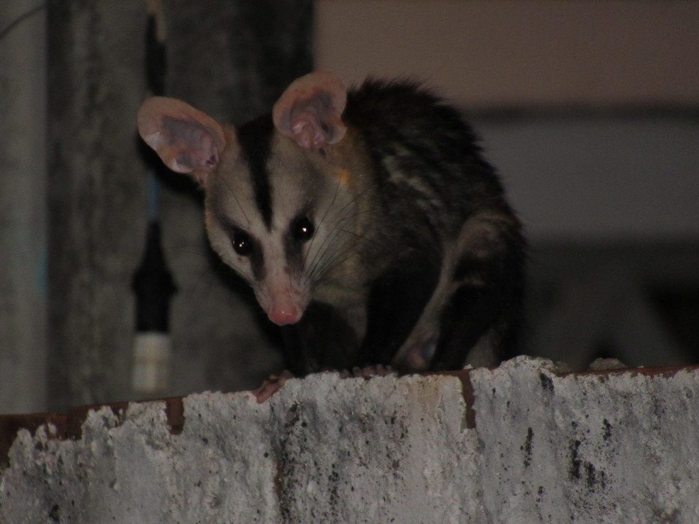 Animal De Estimacao Gamba