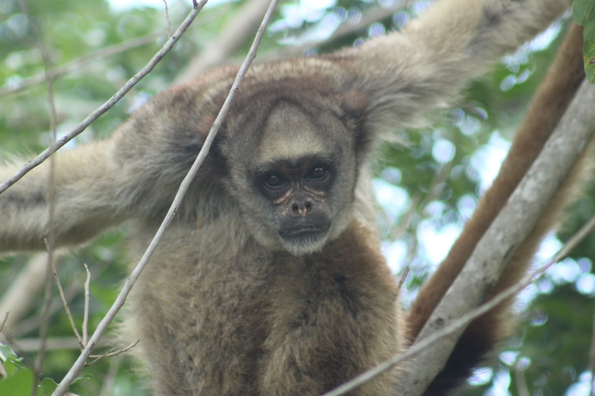 Na luta contra a extinção do maior primata das Américas, conheça ONG ...