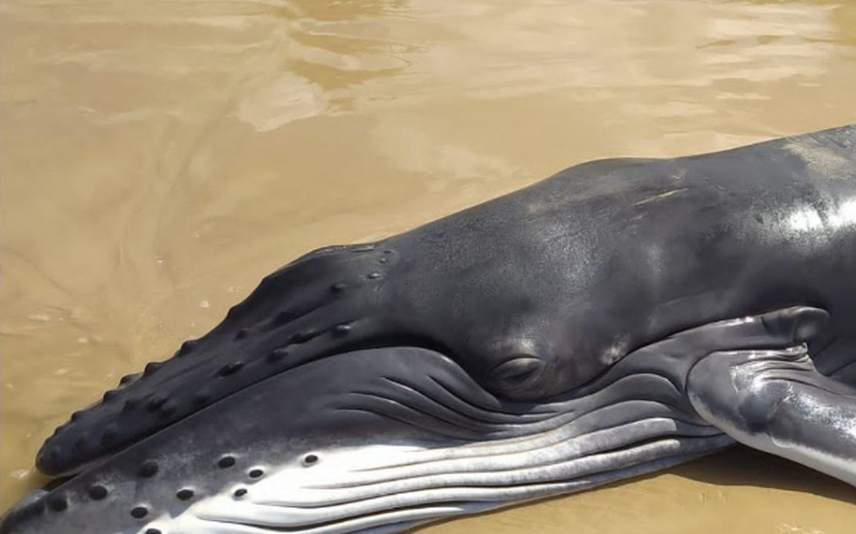 Filhote de baleia jubarte com cerca de 1 tonelada é encontrado morto em ...