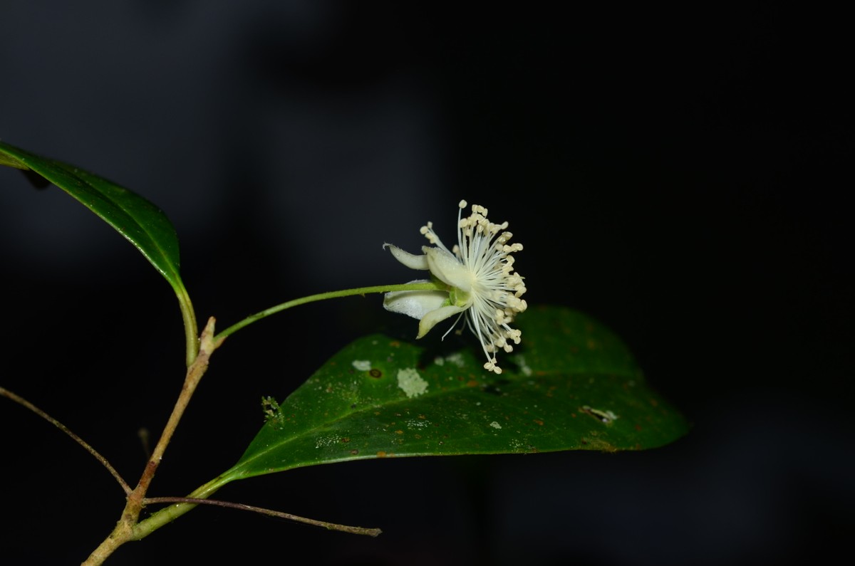 Nova espécie de planta do gênero Eugenia é descoberta em Cunha, SP ...