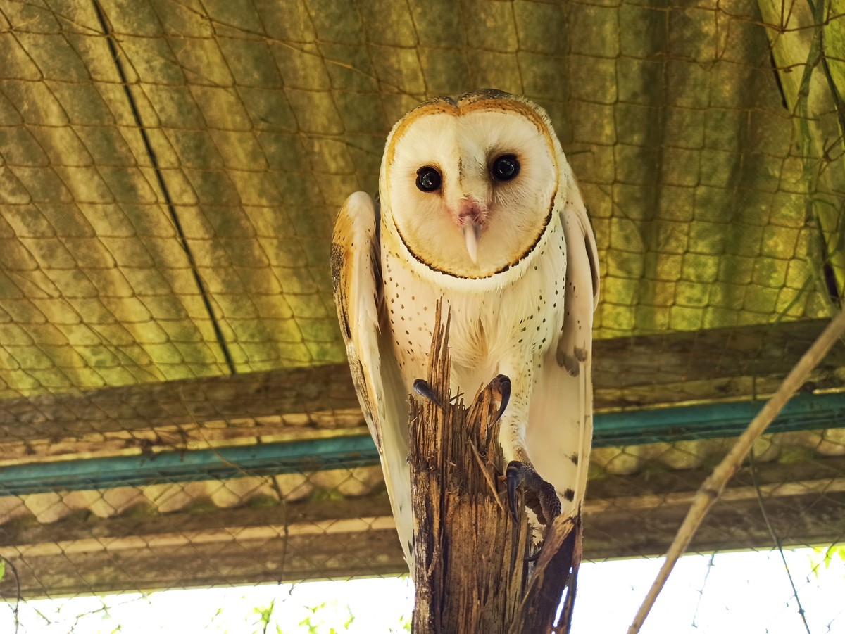 Rasga-mortalha: conheça a coruja que é temida popularmente por anunciar ...