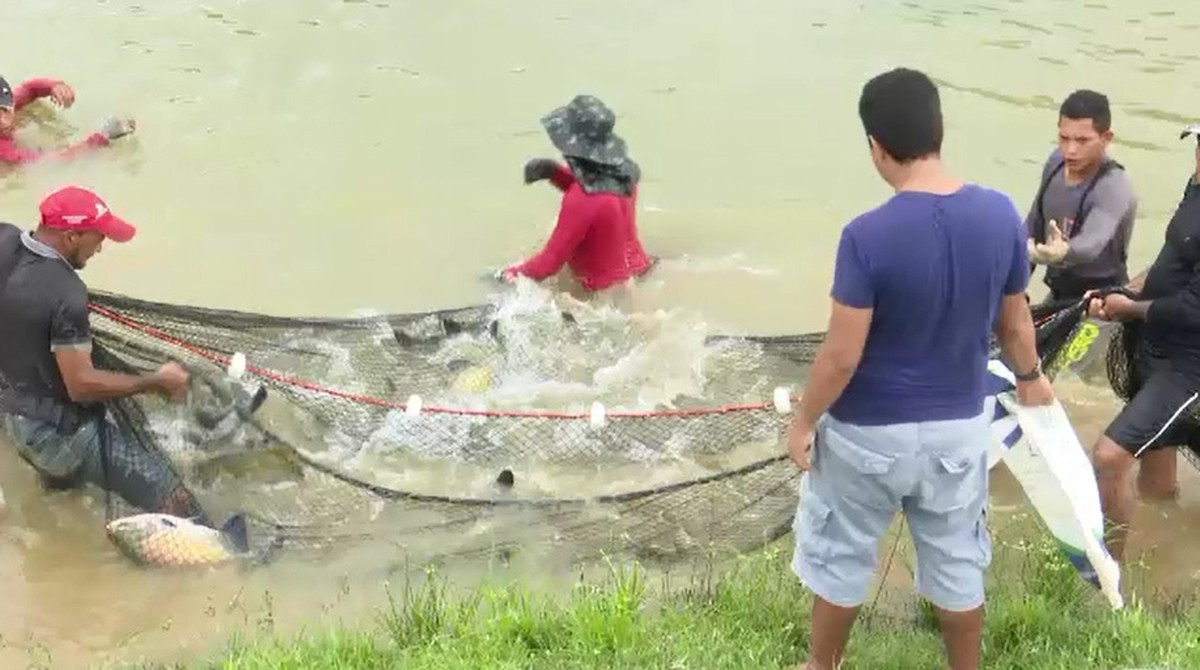 Venda de peixe no AC aumenta 80% durante a Semana Santa, segundo ...