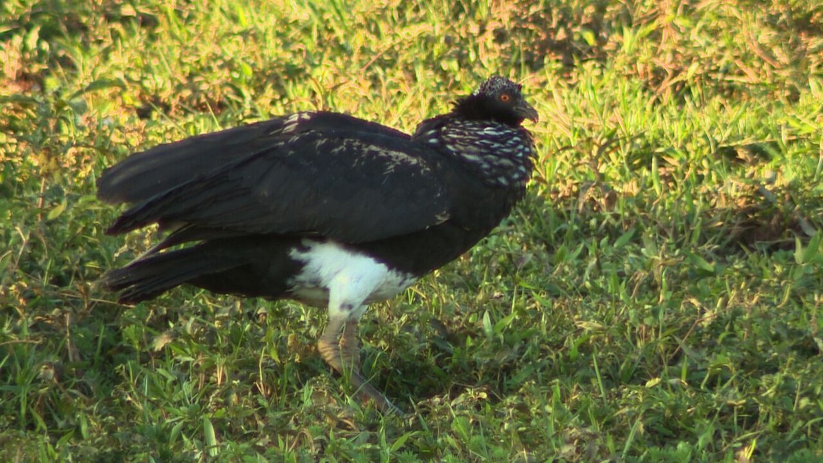 Anhuma é registrada por biólogo em área rural da cidade de Campinas (SP ...