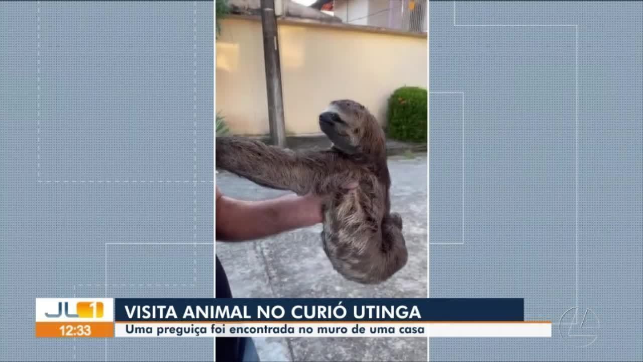 Preguiça é resgatada por moradores, em Belém; animal estava próximo de ...
