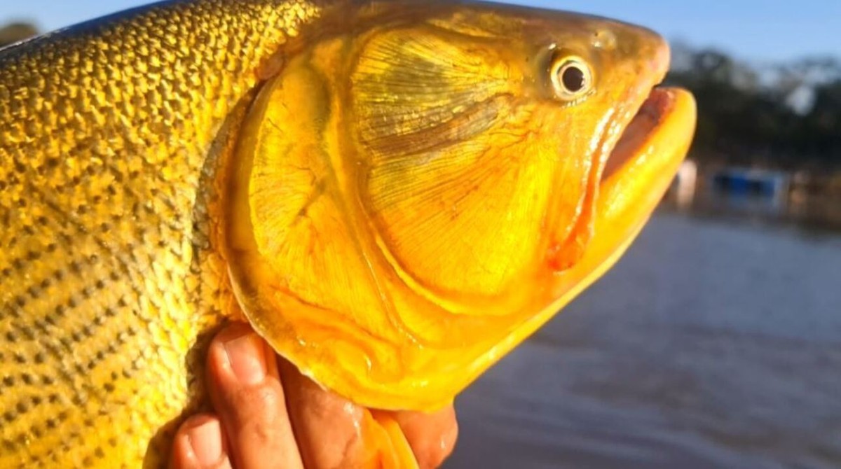 Dourado: pescaria continua atrás de peixe no Rio Cuiabá; veja no Terra ...