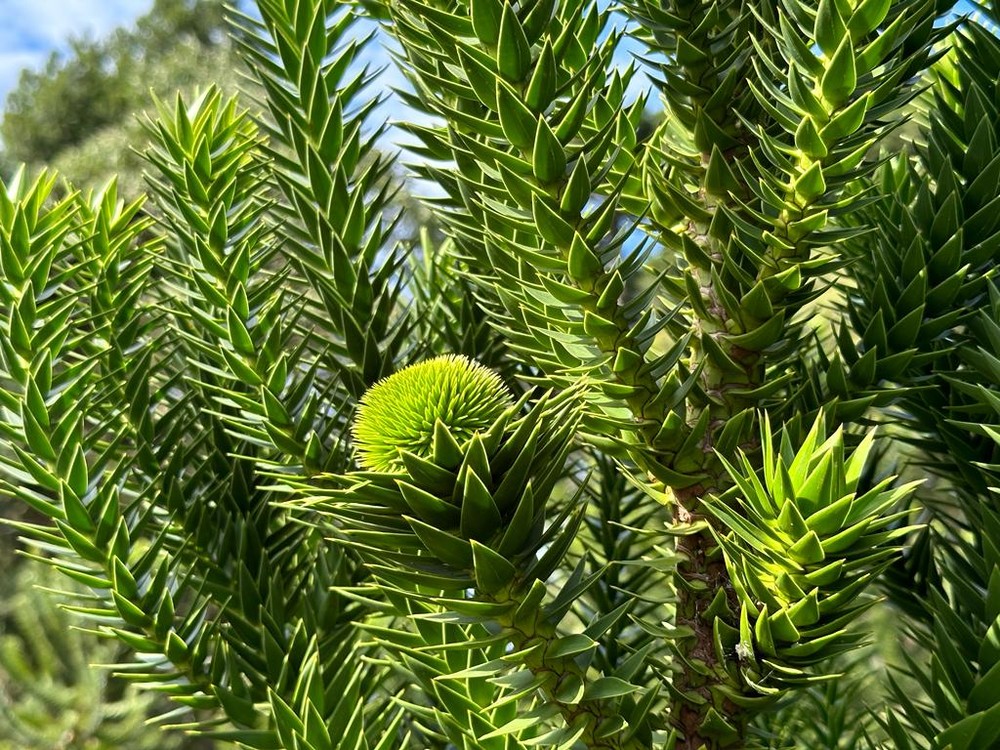 Dia Nacional da Araucária: conheça curiosidades da planta pré-histórica ...