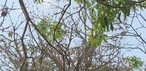 Já ouviu falar? Ipê verde floresce no Distrito Federal; veja FOTOS | G1