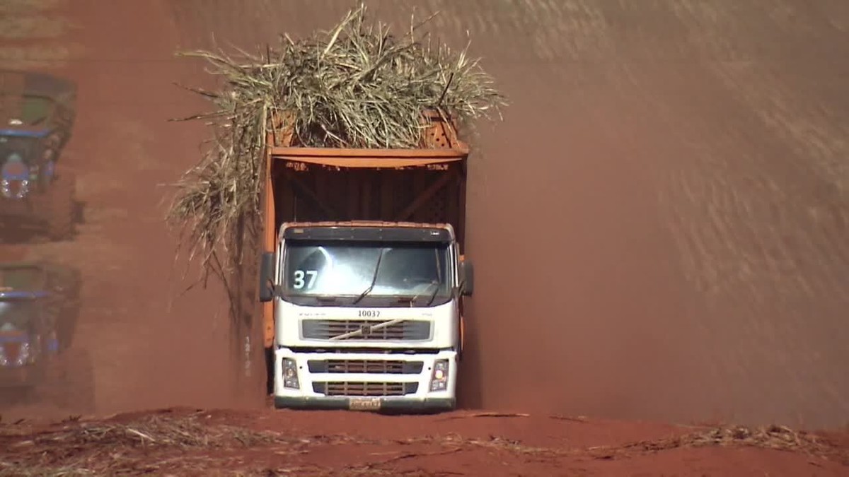 Paraná estima prejuízos na produção de açúcar e etanol por causa da ...