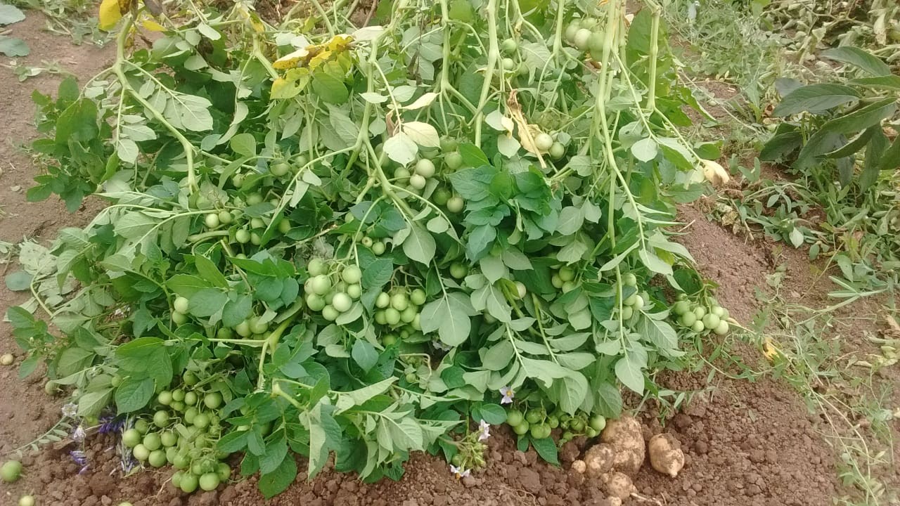 Fruta De Planta De Batata Cuáles Son Las Frutas Y Verduras De