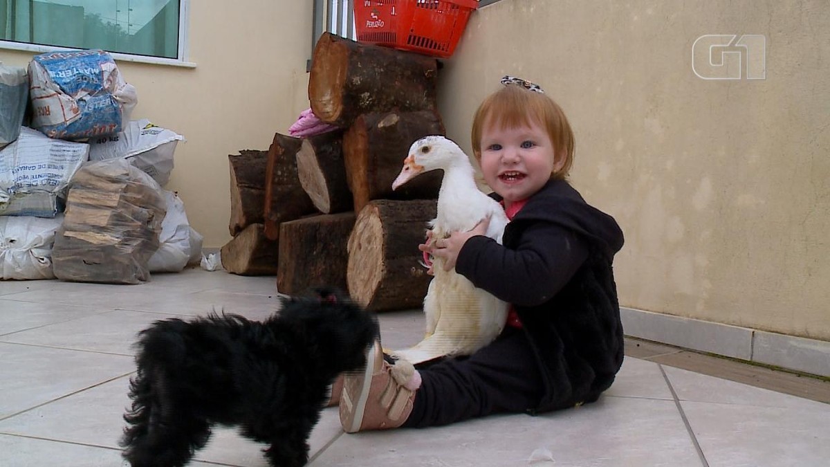 Pato vira bicho de estimação e faz ensaio fotográfico com bebê em Bagé ...