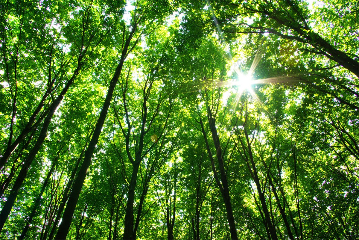 Saiba como funciona o Selo Verde para empresas | Especial Publicitário ...