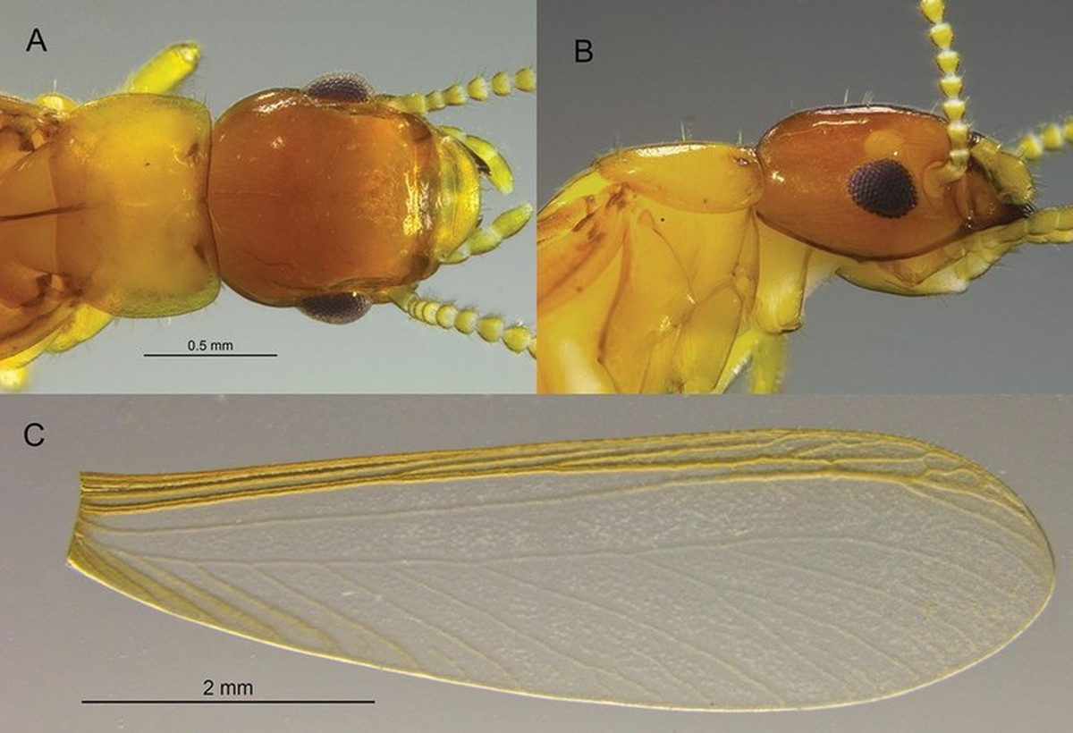 Nova espécie de cupim é descoberta no Cariri paraibano por pesquisador ...