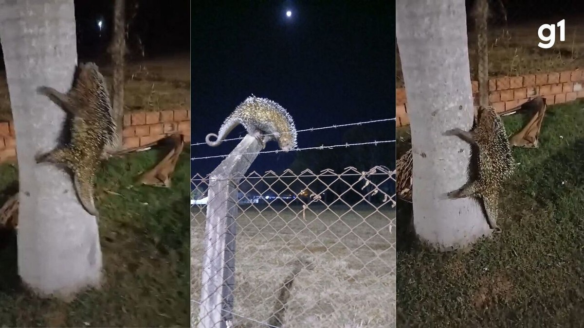 Moradores flagram ouriço-preto conhecido como 'Luís-cacheiro' em Jaru ...