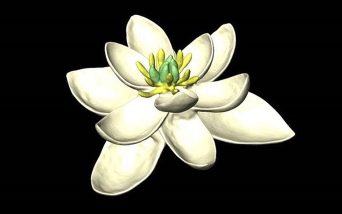 Cientistas reconstituem imagem de 'primeira flor do planeta' | Ciência ...