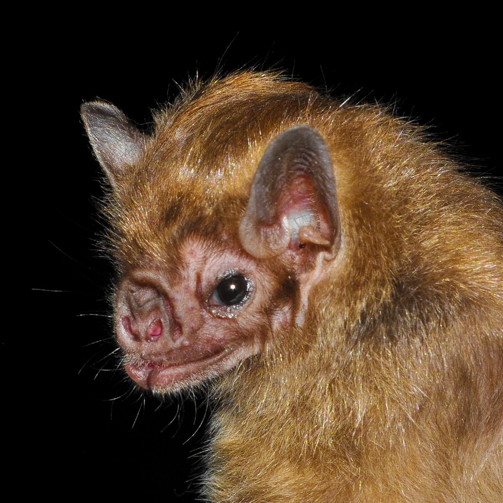 Morcego Vampiro Gigante Morcego 'de Tamanho Humano' Das Filipinas Tem