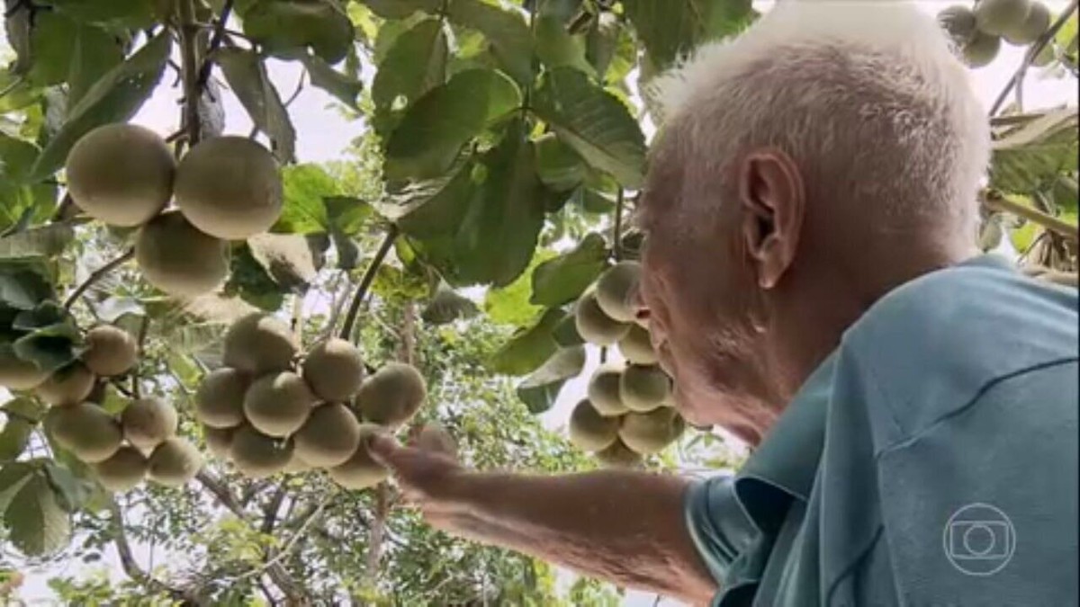 Conheça uma produção comercial de pequi, fruta do Cerrado que vira até ...