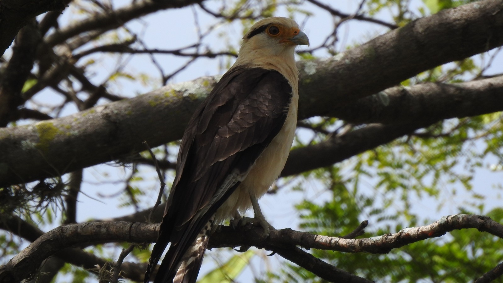 Estudo identifica 115 espécies de aves em Teresina | G1