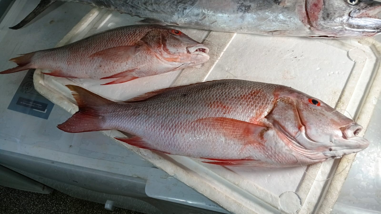 Ciguatera: Rastrear peixes é estratégia em combate a contaminação | G1