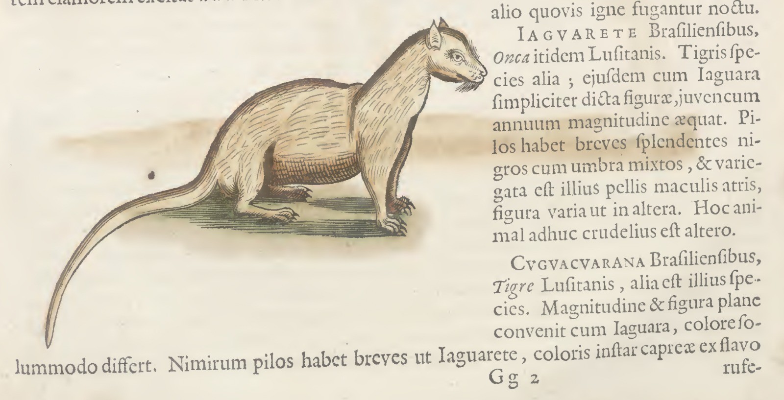 A música brasileira é um dos 'habitats' da suçuarana | Terra da Gente | G1
