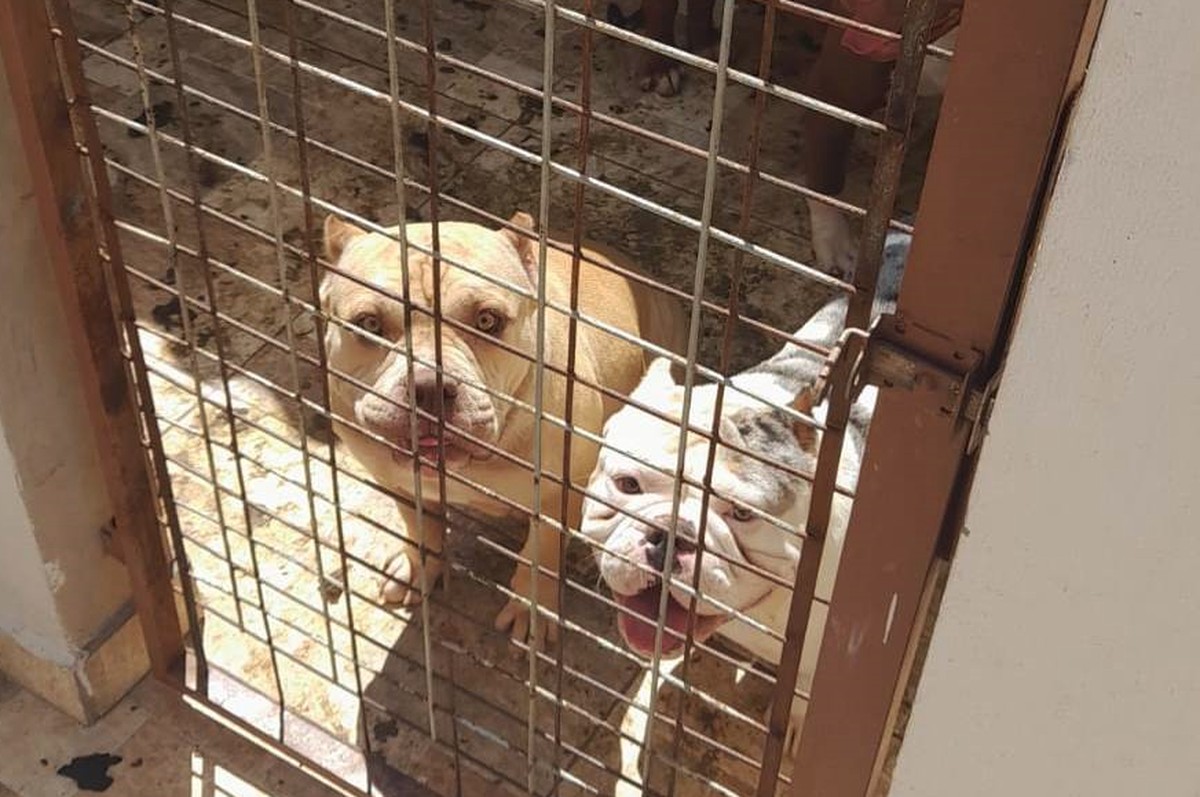 Canil clandestino com 21 cães é multado em R$ 31,5 mil em Araraquara ...