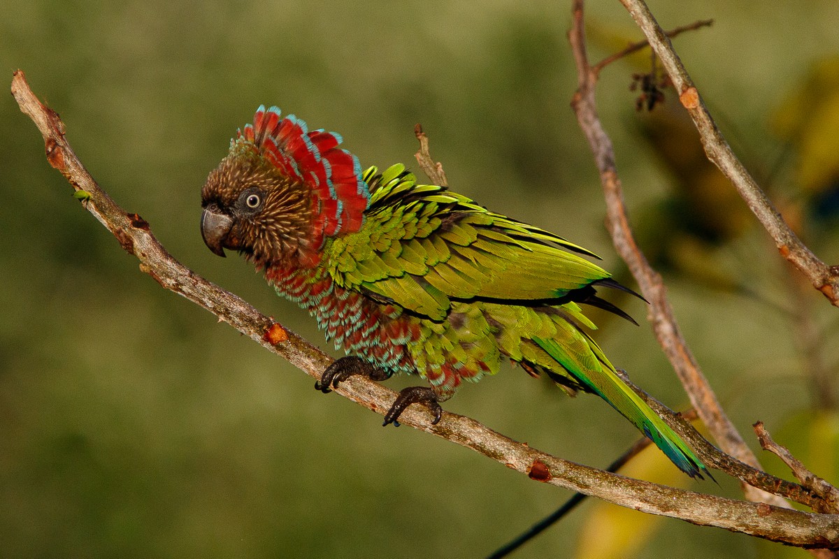 Anacã: conheça o único psitacídeo brasileiro de 'cocar' | Terra da ...